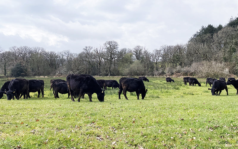 Moooving Day on the Farm | Eversfield Organic | UK Delivery