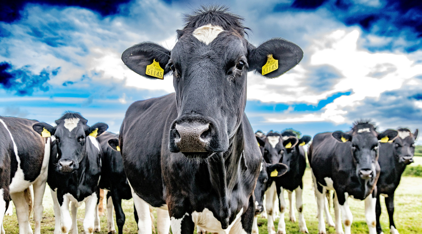 Bovaer Explained: That Organic Standards Reject | Eversfield Organic