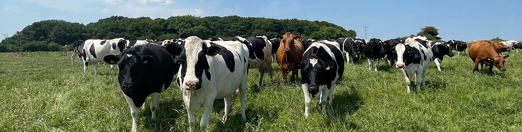 Pasture For Life Certified Dairy | Eversfield Organic | UK Delivery